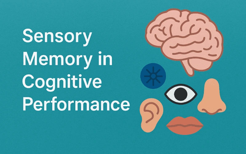 How Sensory Memory Affects Cognitive Performance