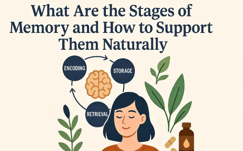 What Are the Stages of Memory and How to Support Them Naturally - NuLifeSpan